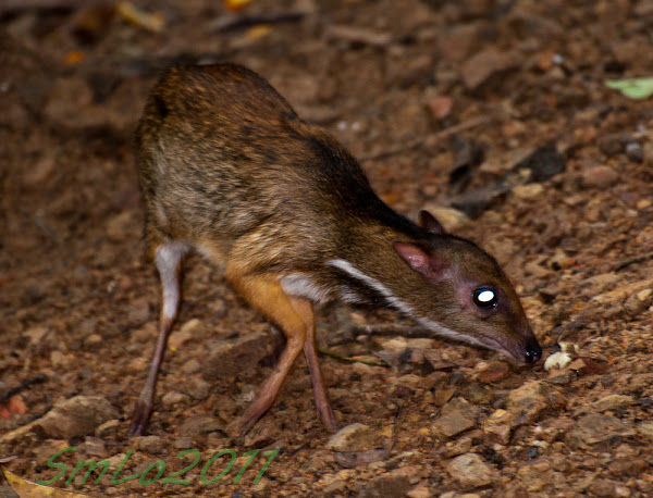 Lesser Mouse Deer | Project Noah