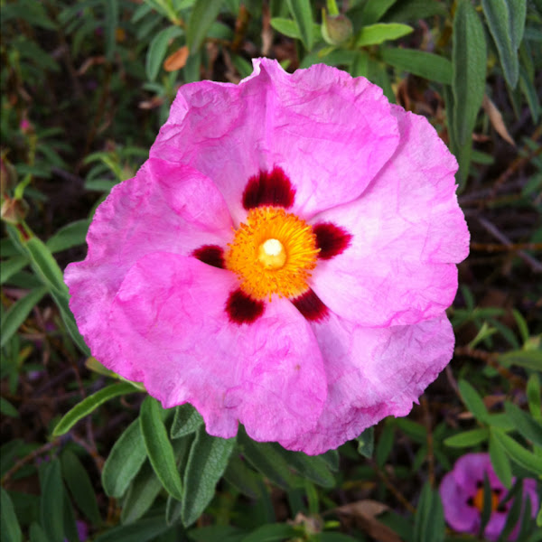 Orchid Rock Rose | Project Noah