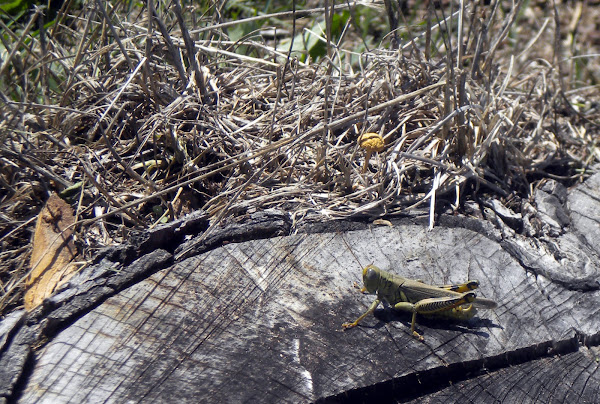 Grasshopper | Project Noah