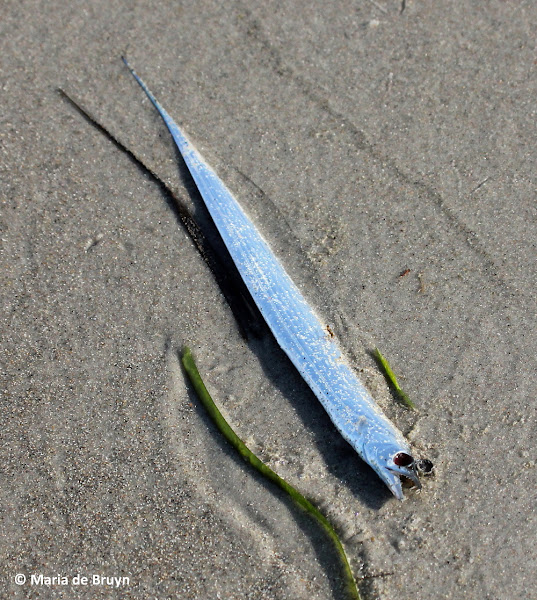 Atlantic cutlassfish | Project Noah