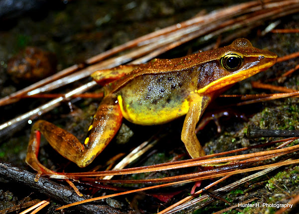 Brilliant Forest Frog | Project Noah