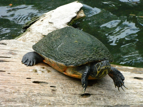Eastern River Cooter | Project Noah