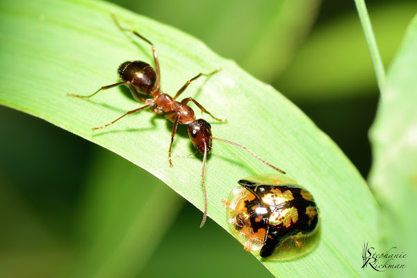 Mottled Tortoise Beetle | Project Noah