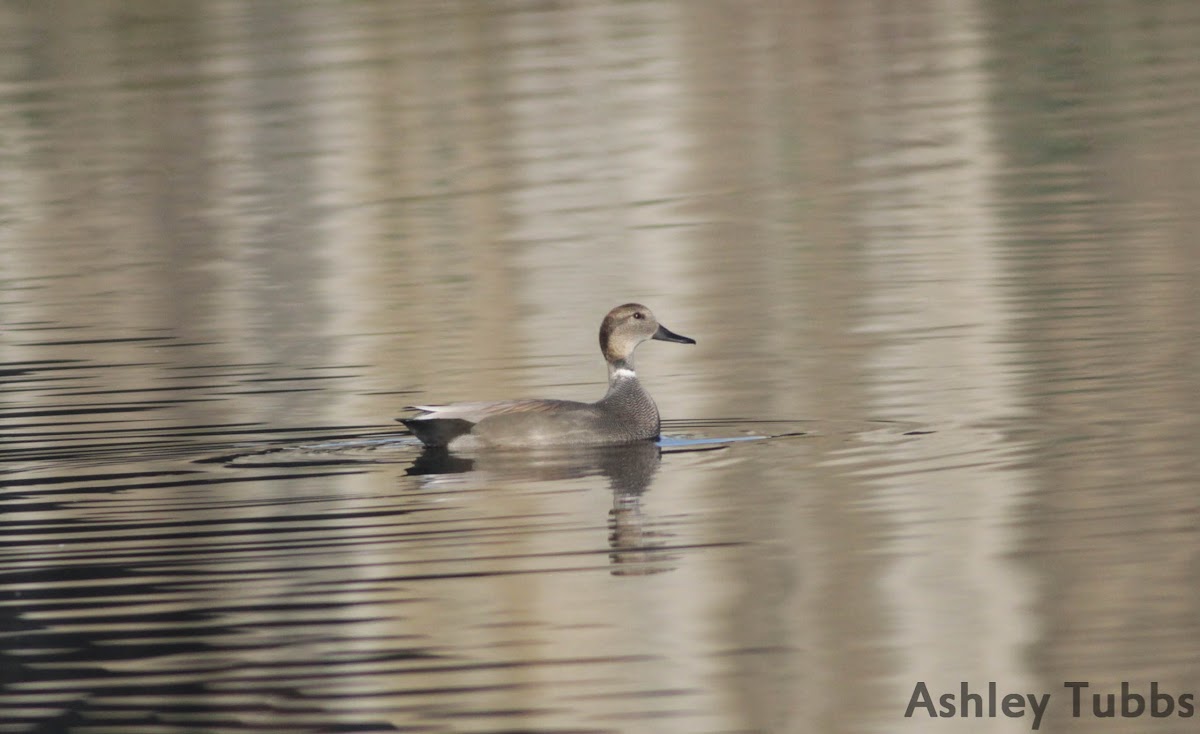 Gadwall | Project Noah
