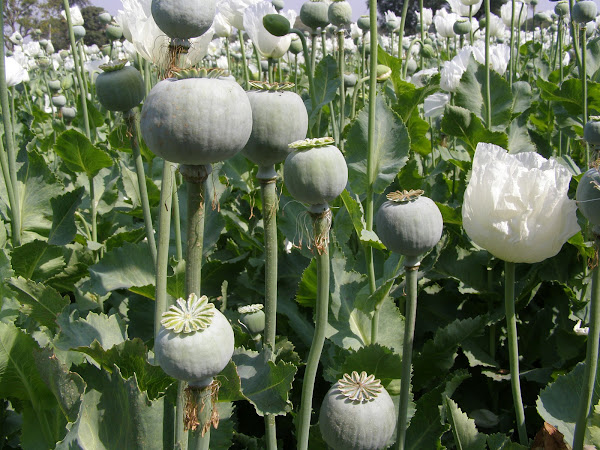 Opium | Project Noah