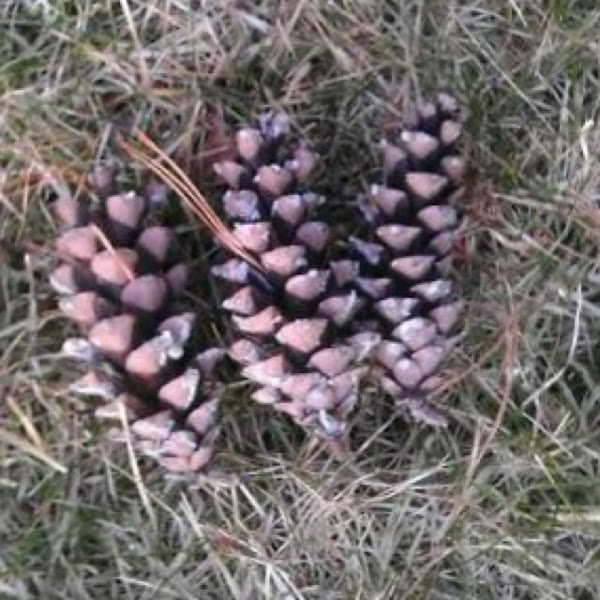 White Pine | Project Noah