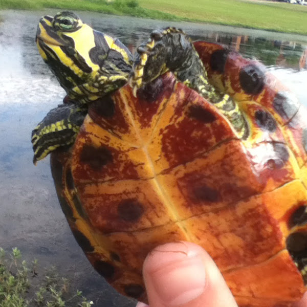 Eastern river cooter | Project Noah