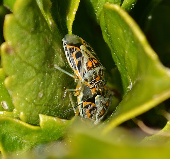 Antestia bug | Project Noah