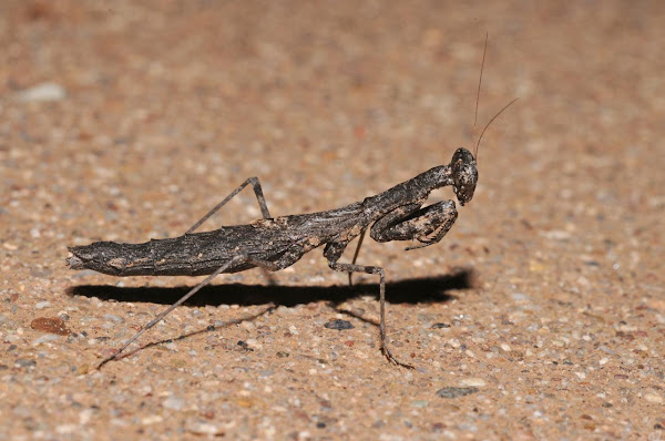 Ground Mantis | Project Noah