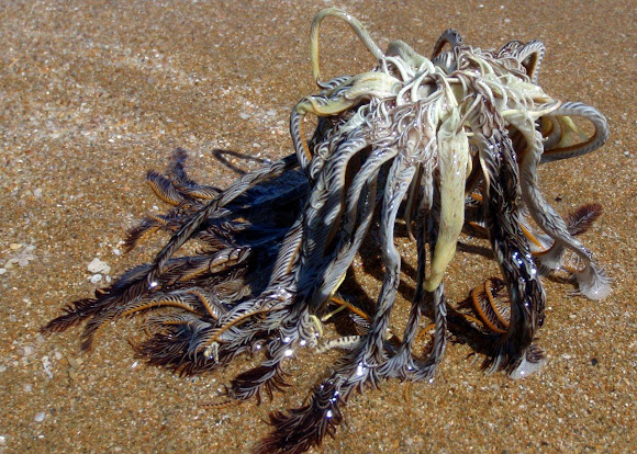 Feather Starfish | Project Noah