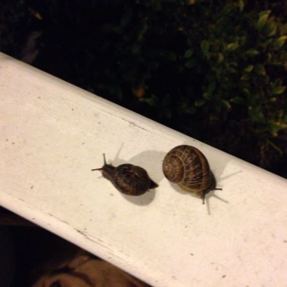 Snails | Project Noah