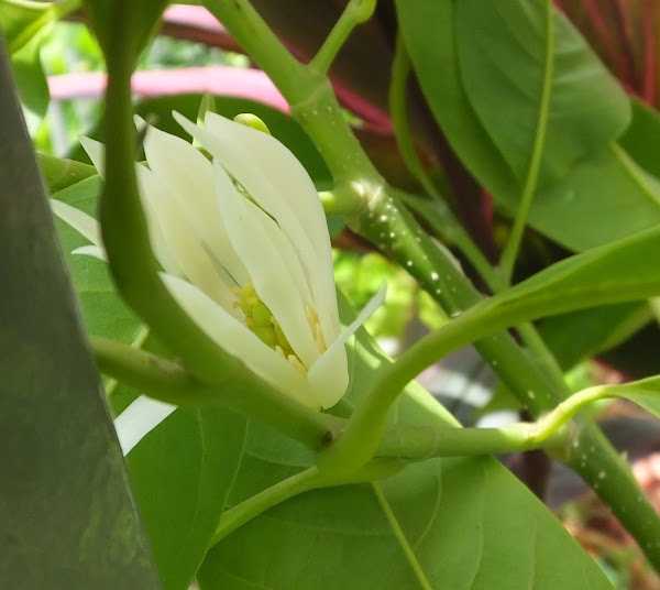 White Chempaka | Project Noah