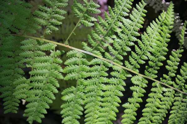 Rabbit's foot fern | Project Noah