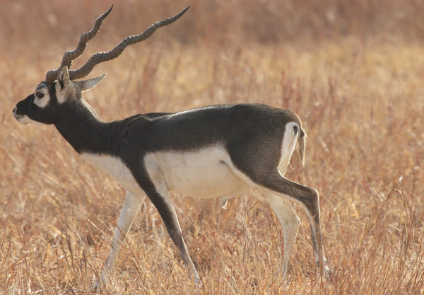 Blackbuck | Project Noah