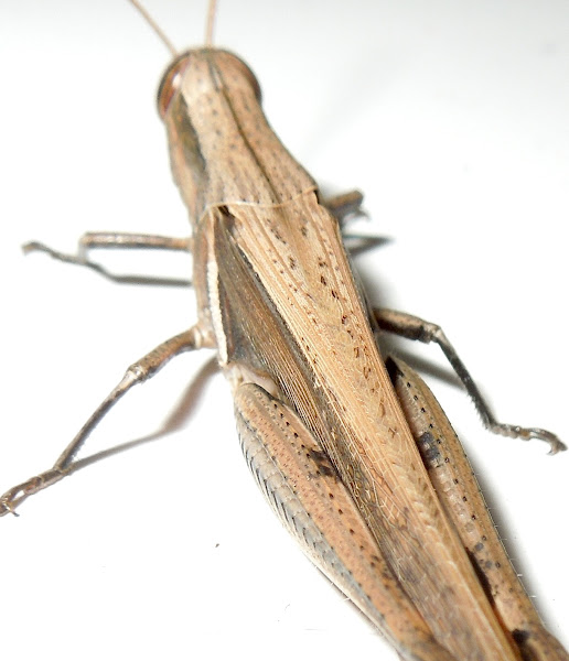 Short-horned Grasshopper | Project Noah