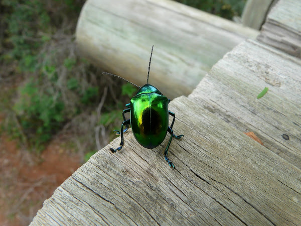 Green Leaf Beetle | Project Noah
