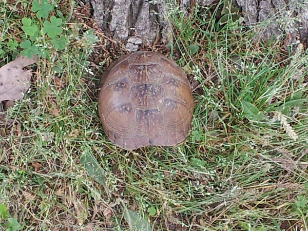 Box Turtle | Project Noah