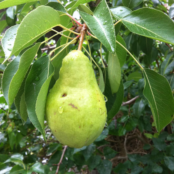 Pear Tree | Project Noah