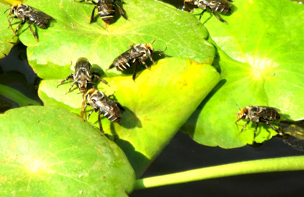 bee (no honey) | Project Noah