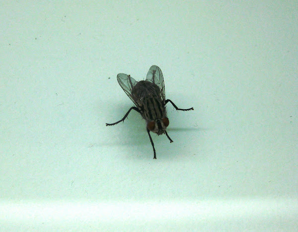 Mosca de la carne | Project Noah