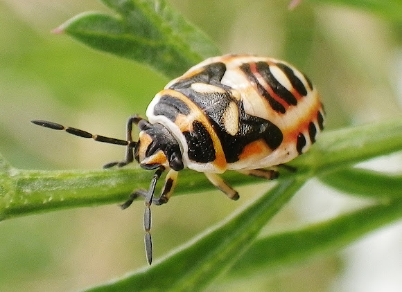 Shield bug nymph | Project Noah