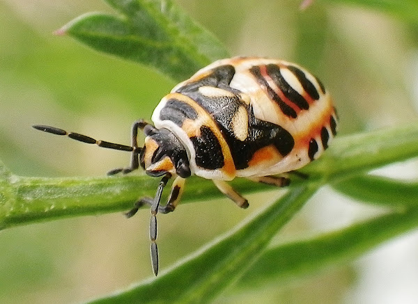 Shield bug nymph | Project Noah