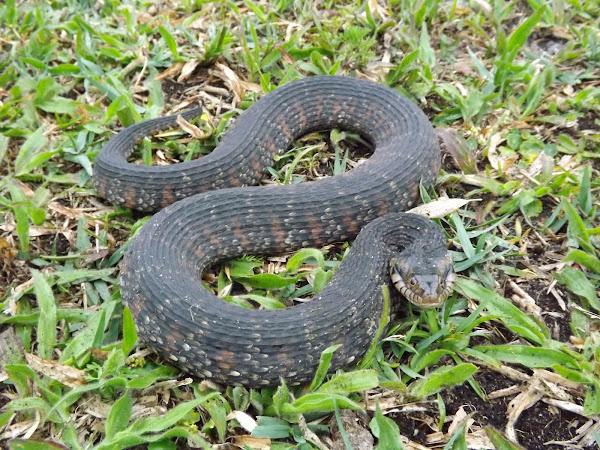 Florida Banded Water Snake | Project Noah