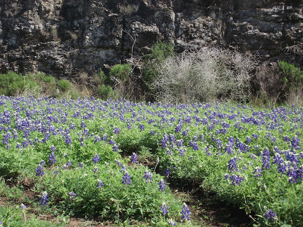 Texas Bluebonnets | Project Noah