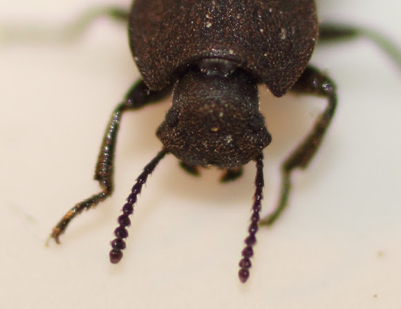 Dusty Maize Beetle | Project Noah