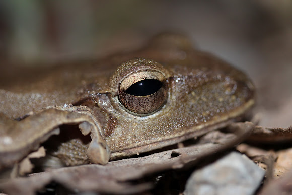 Common Treefrog | Project Noah