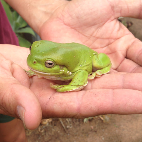 Green Tree Frog | Project Noah