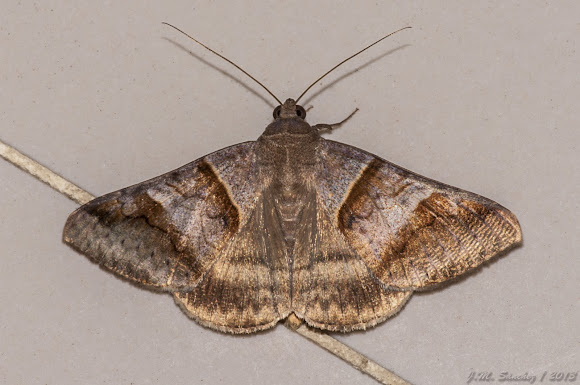 Noctuidae Moth | Project Noah