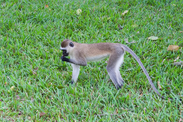 Vervet monkey | Project Noah