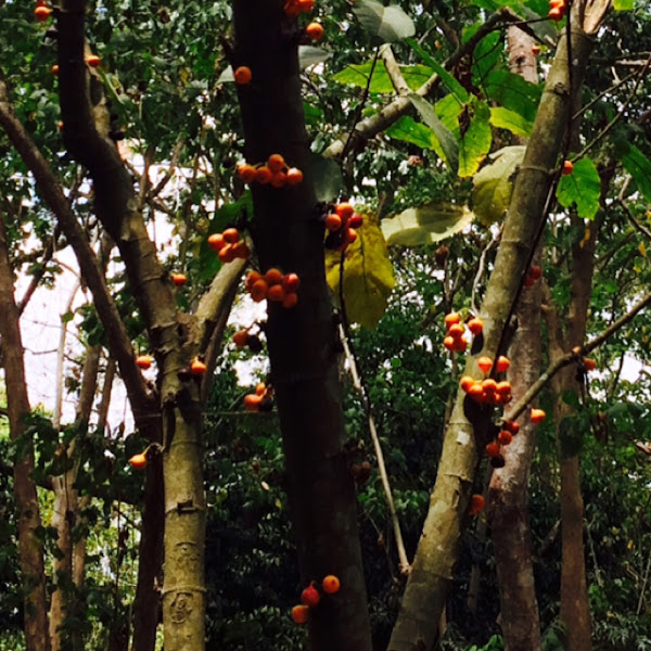 Bunog | Project Noah