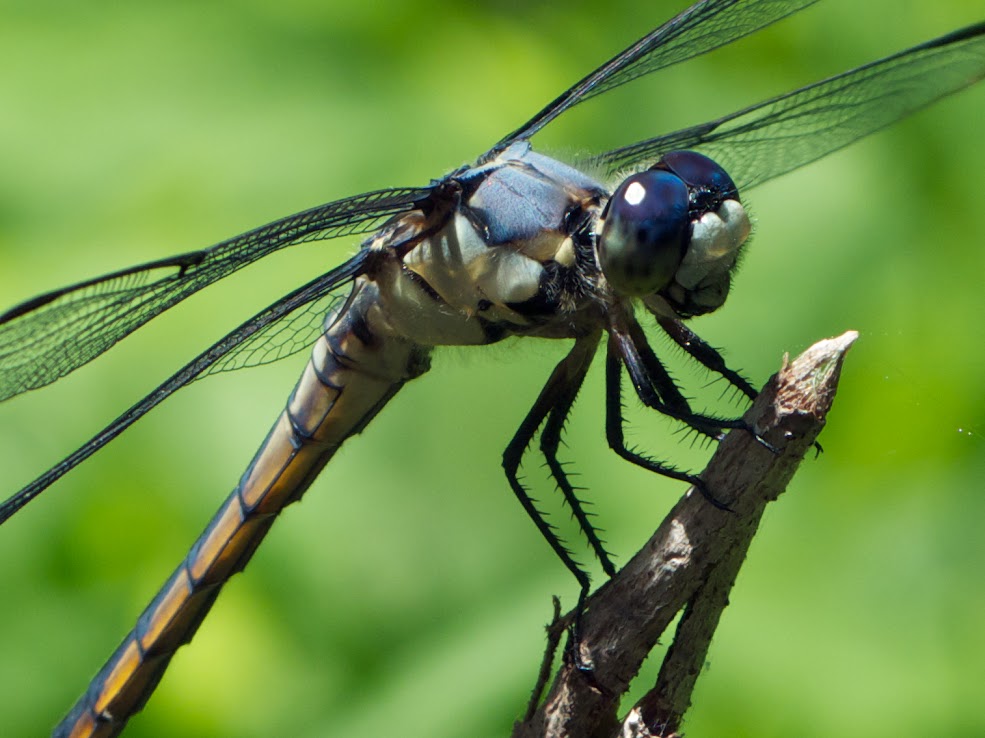 Great Blue Skimmer dragonfly (immature male) | Project Noah