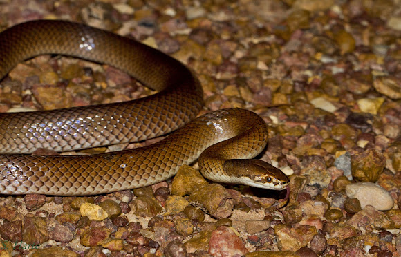 Curl Snake | Project Noah