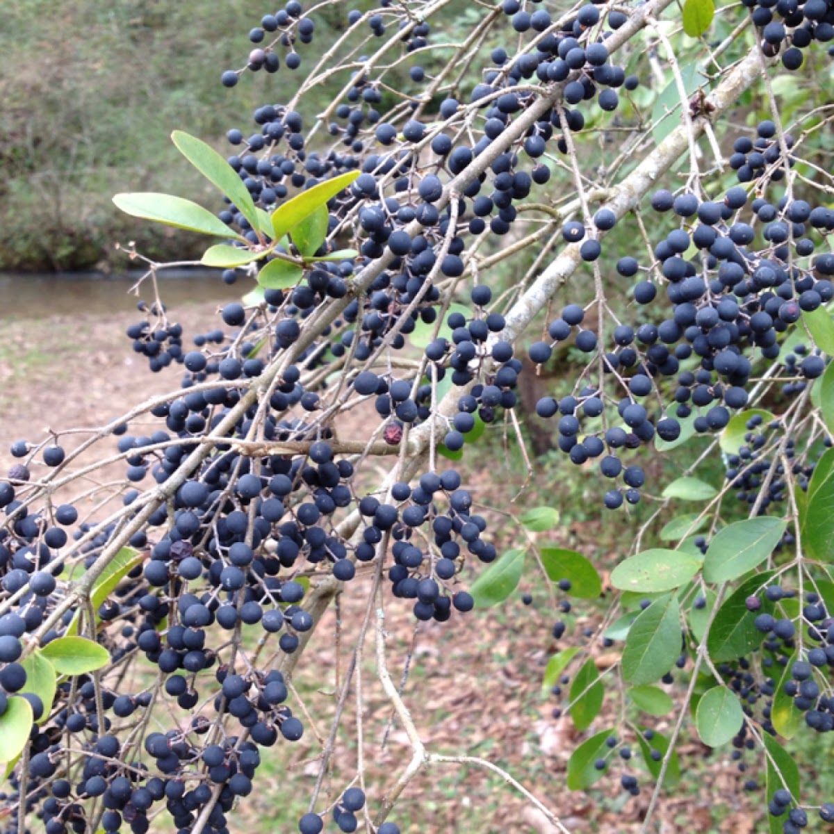 European Privet | Project Noah