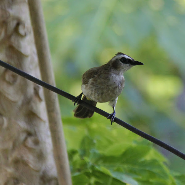 Yellow-vented Bulbul | Project Noah