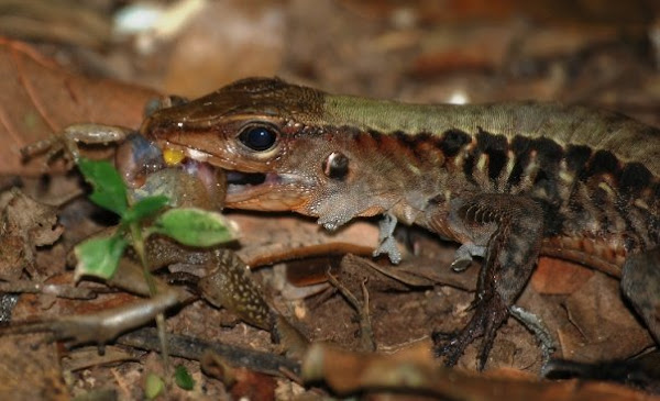 Lizard eating frog | Project Noah