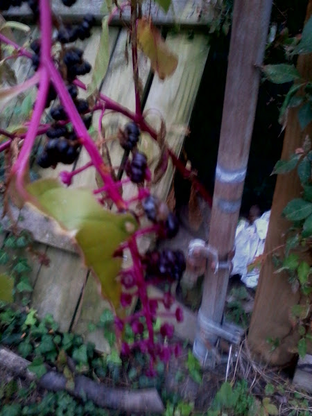 Spotting | Project Noah