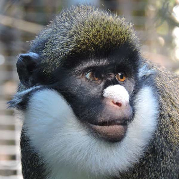 Lesser Spot-nosed Guenon | Project Noah