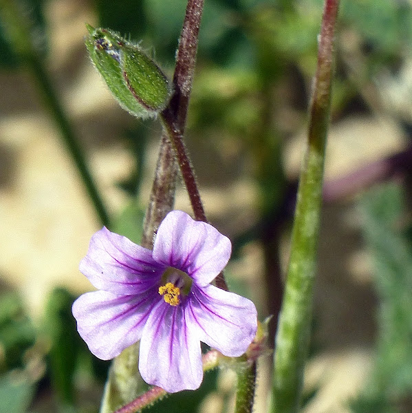 Filaree | Project Noah