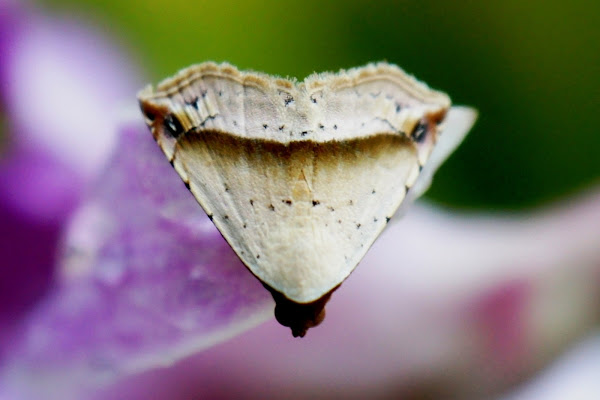 Noctuid Moth | Project Noah