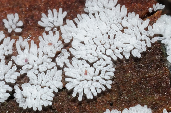 Ceratiomyxa fruticulosa | Project Noah