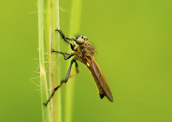 Robber fly | Project Noah