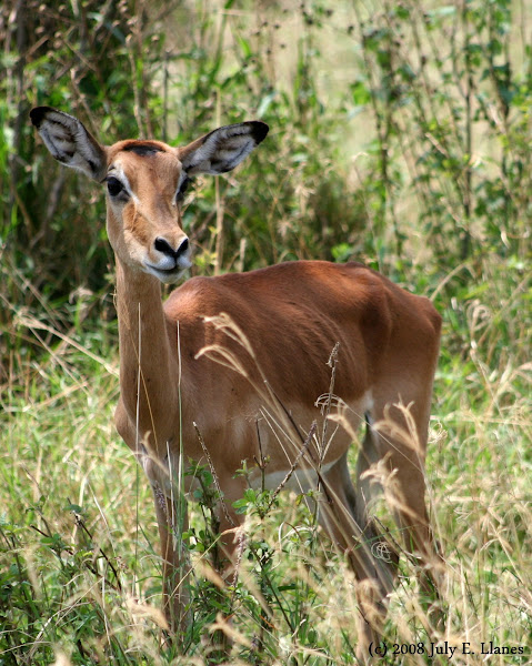 Impala | Project Noah