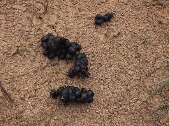 Common Palm Civet | Project Noah