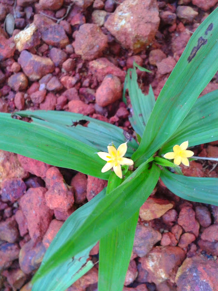 Golden Star Grass | Project Noah