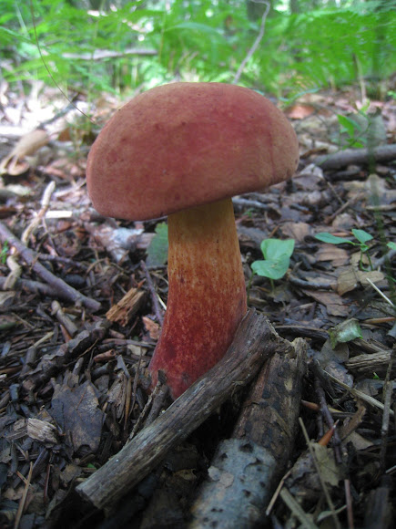 Two-colored bolete | Project Noah