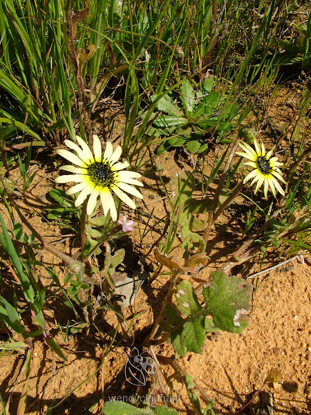 Cape Dandelion | Project Noah